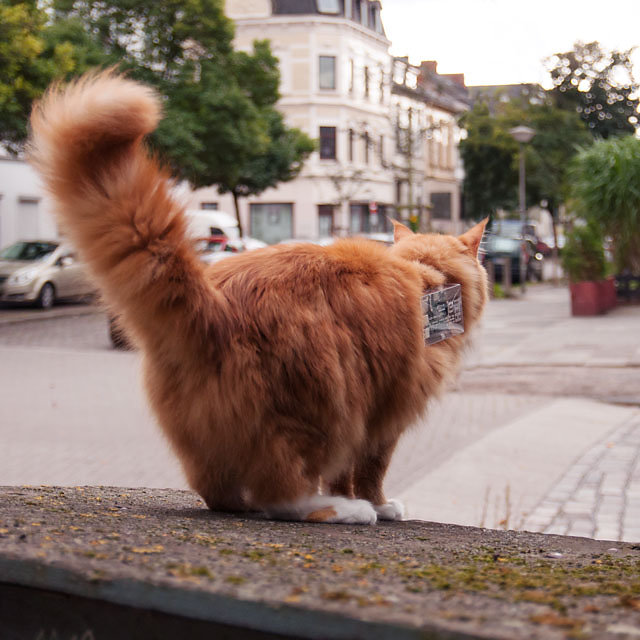 Cat Exploit - Dennis Siegel